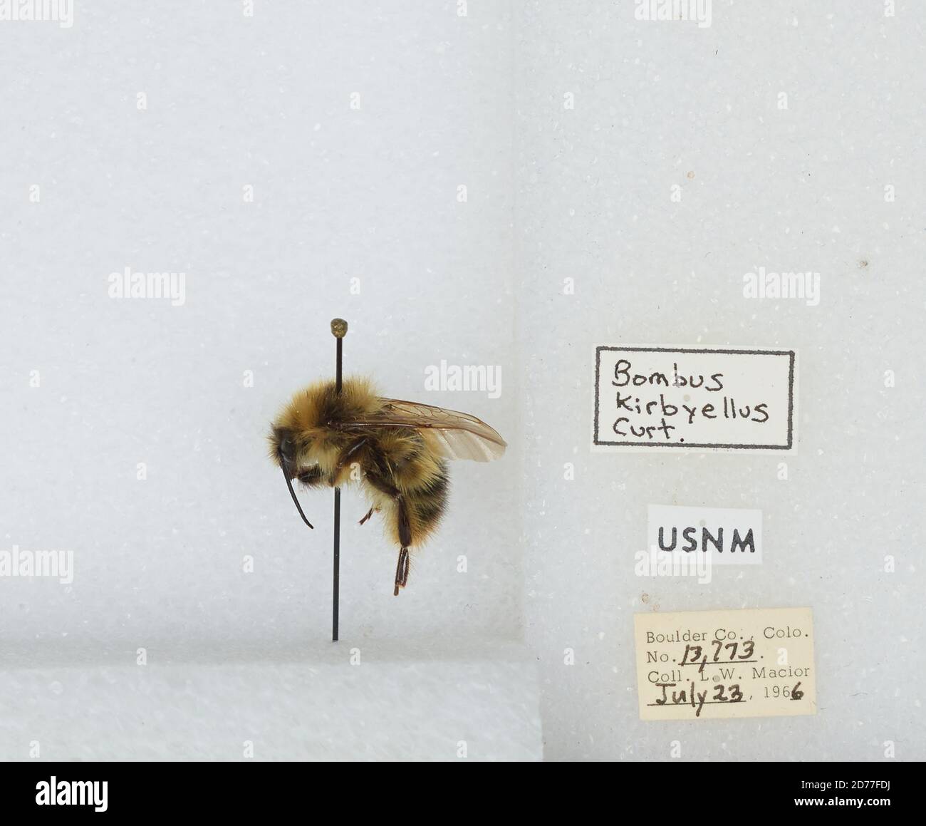 Boulder, Colorado, United States, Bombus (Alpinobombus) balteatus ...