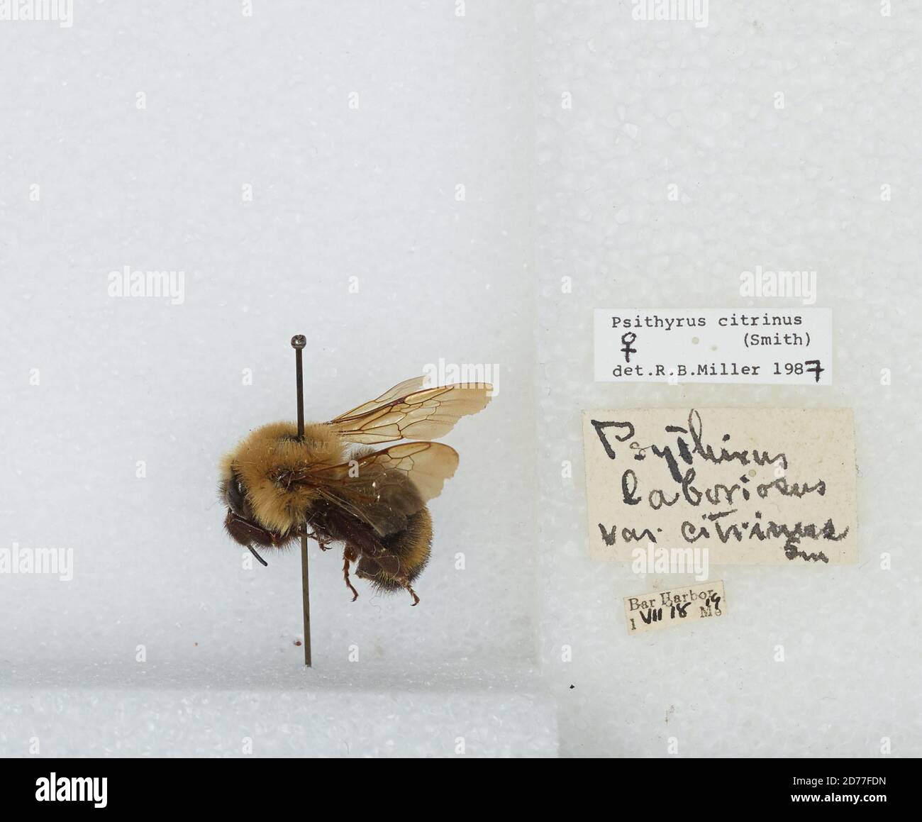 Bar Harbor, Hancock, Maine, United States, Bombus (Psithyrus) citrinus ...