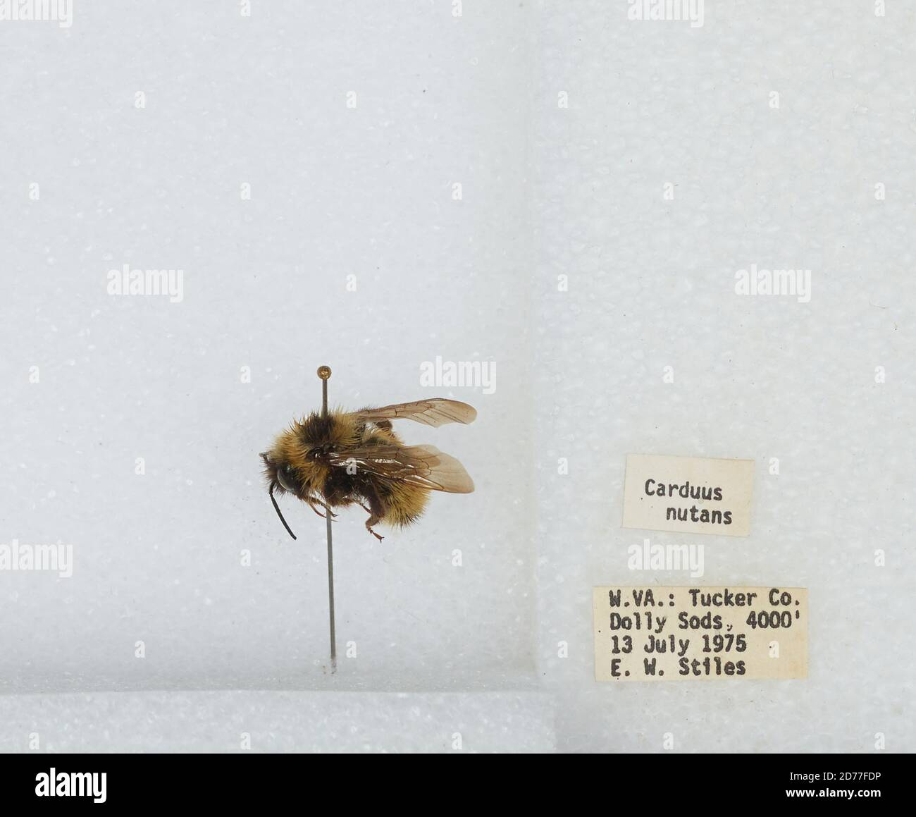 Dolly Sods, Tucker, West Virginia, United States, Bombus (Psithyrus ...