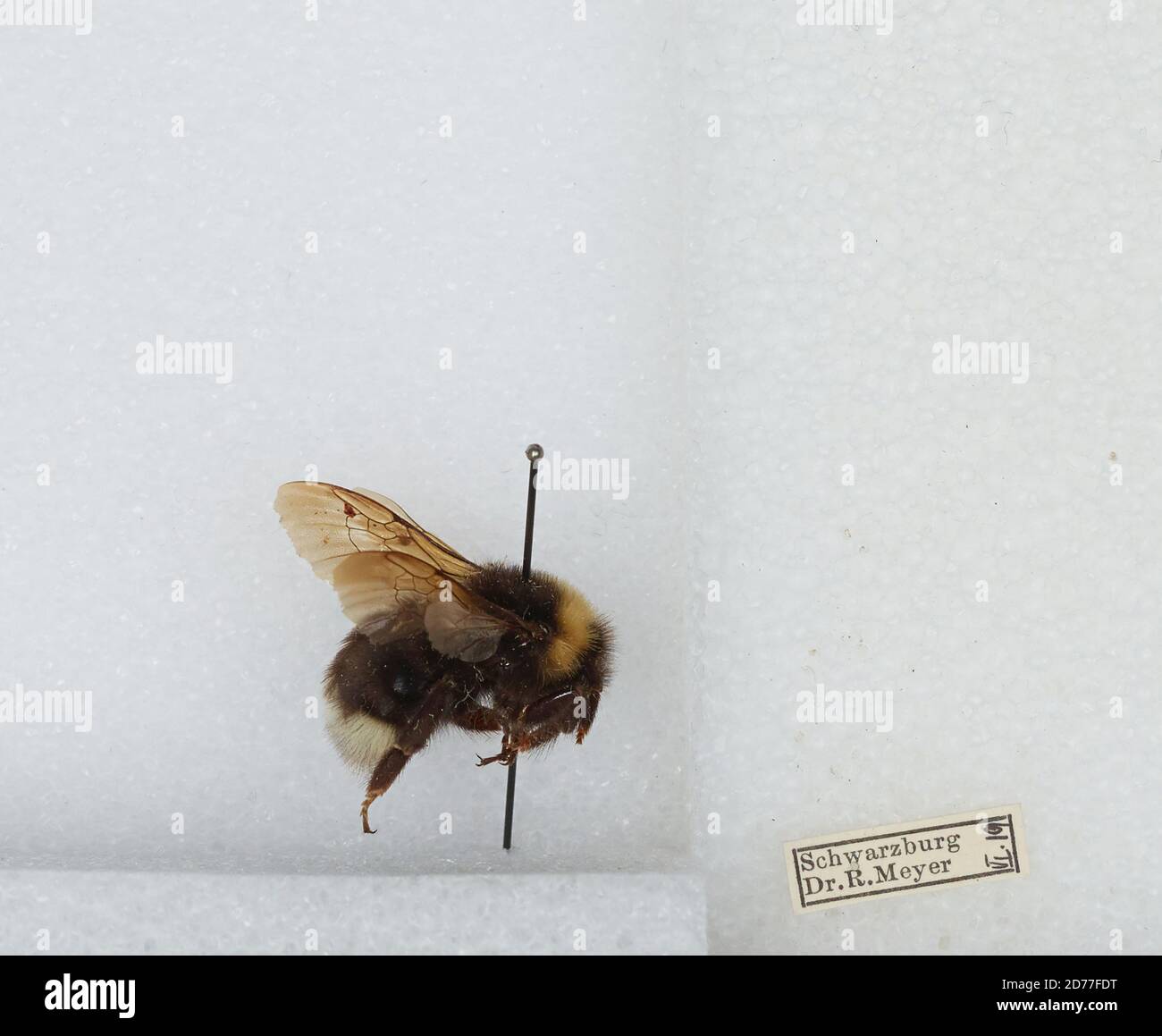 Germany, Bombus (Psithyrus) bohemicus Seidl, Animalia, Arthropoda ...