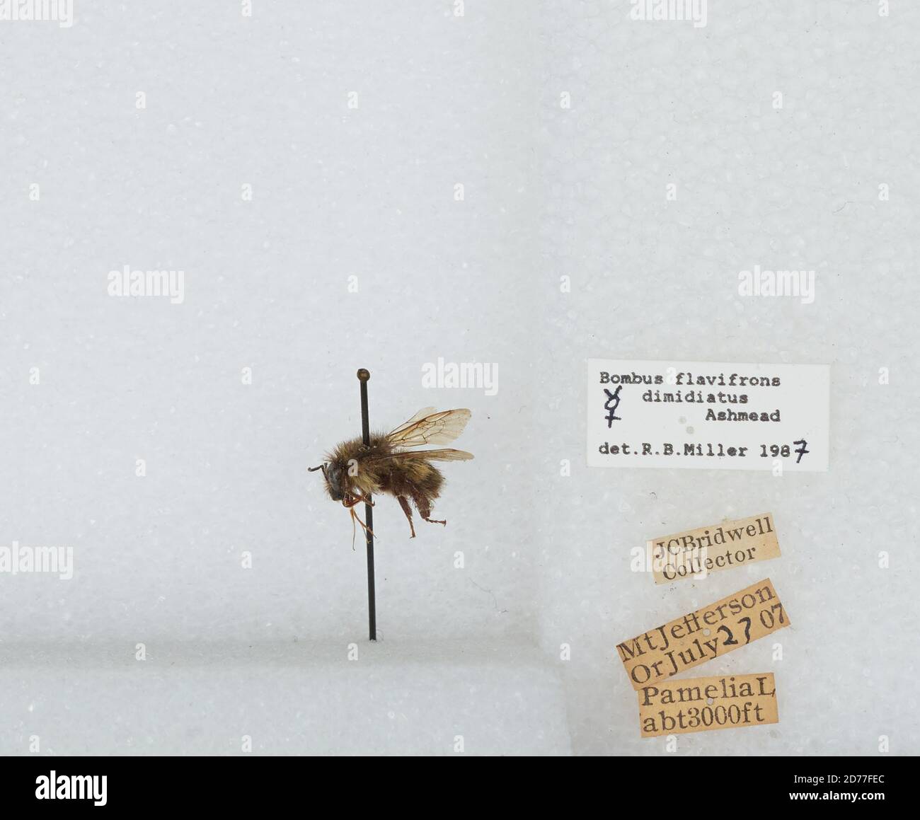 Mount Jefferson, Pamelia Lake, Linn, Oregon, United States, Bombus ...