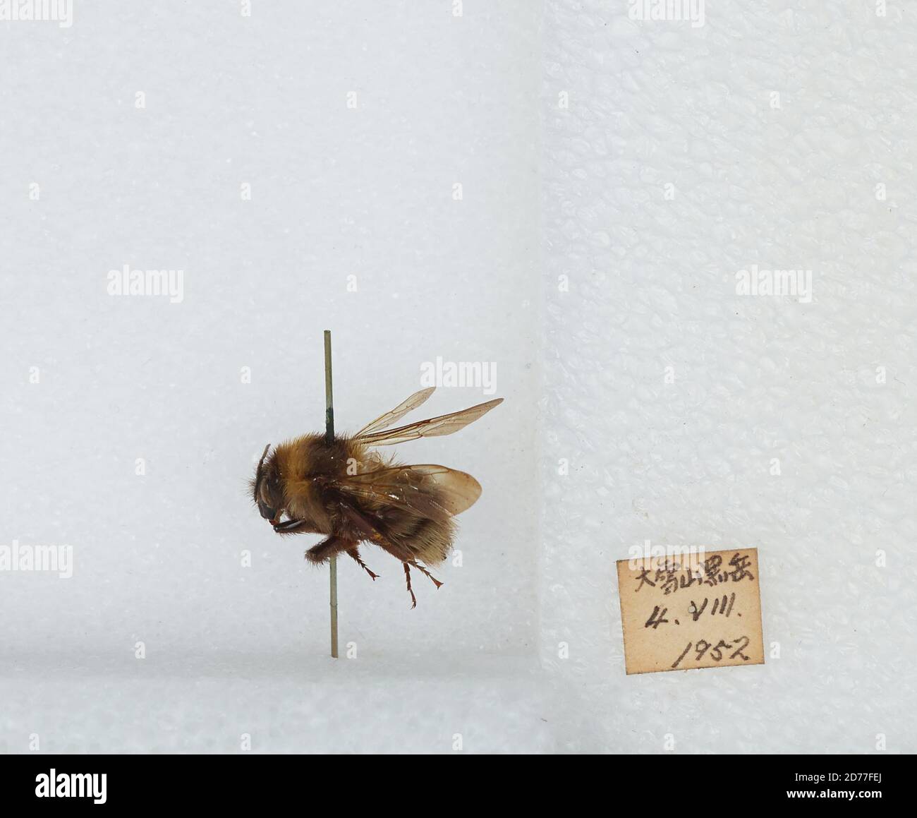 Mount Kuro, Daisetsuzan, Japan, Bombus (Diversobombus) diversus Smith ...