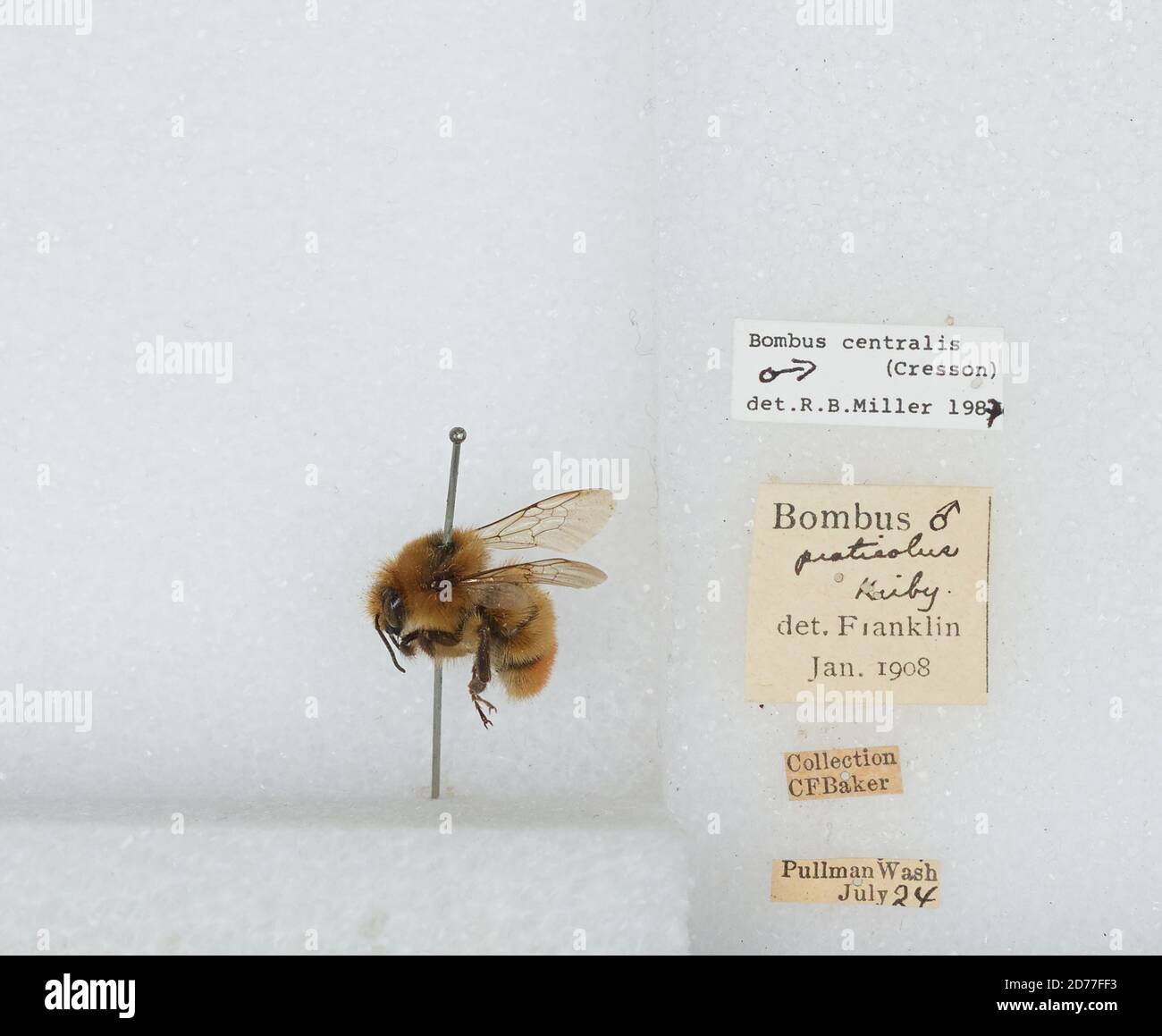 Pullman, Whitman, Washington, United States, Bombus (Pyrobombus ...
