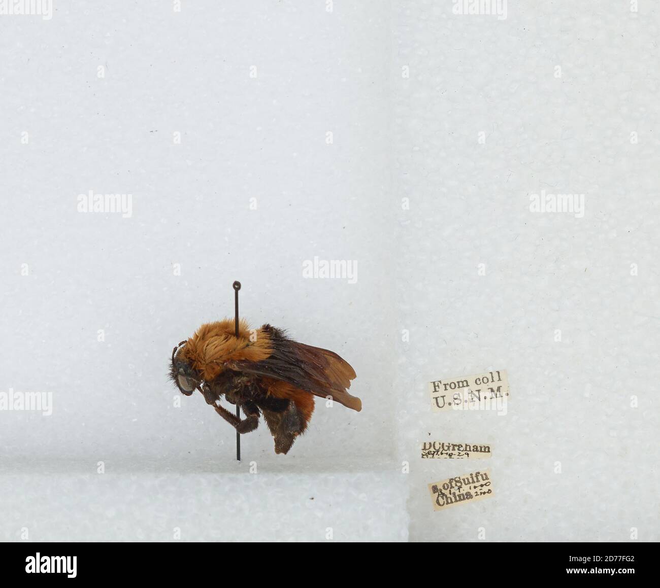 south of Suifu, Sichuan, China, Bombus (Tricornibombus) atripes Smith ...