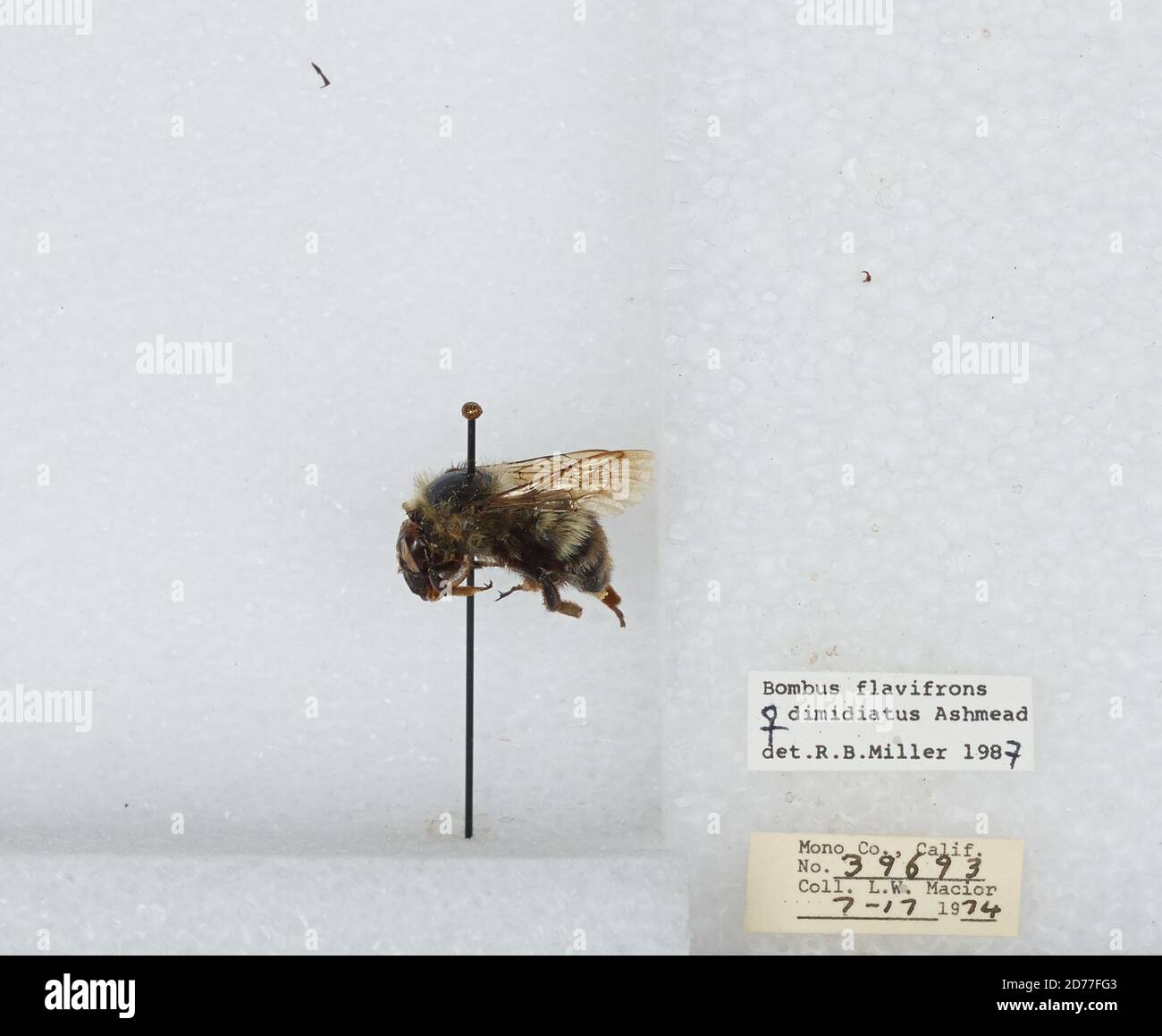 Mono, California, United States, Bombus (Pyrobombus) flavifrons Cresson ...