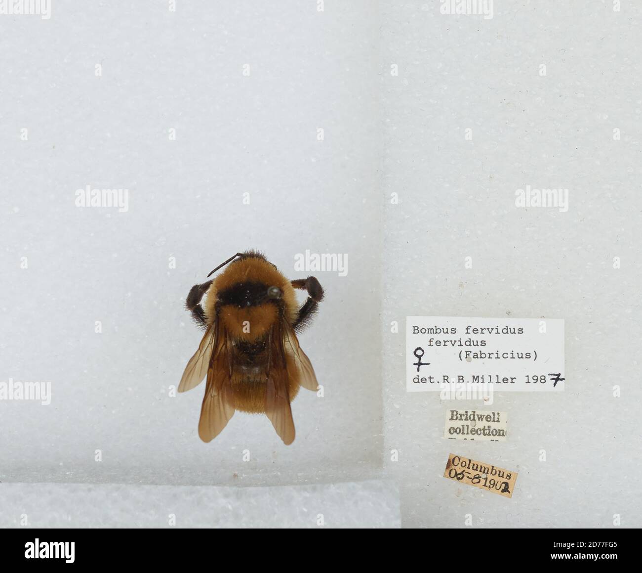 Columbus, Franklin, Ohio, United States, Bombus (Fervidobombus ...