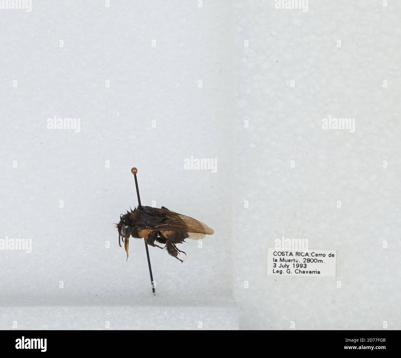 Cerro de la Muerte, San Jose, Costa Rica, Bombus (Pyrobombus ...