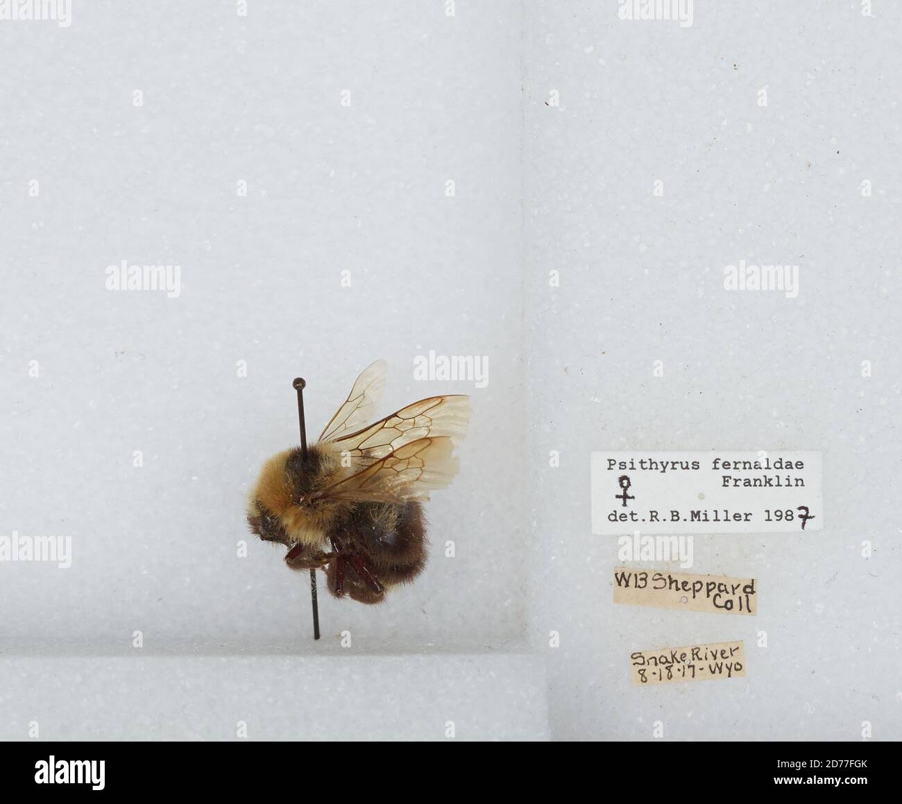 Snake River, Teton, Wyoming, United States, Bombus (Psithyrus ...