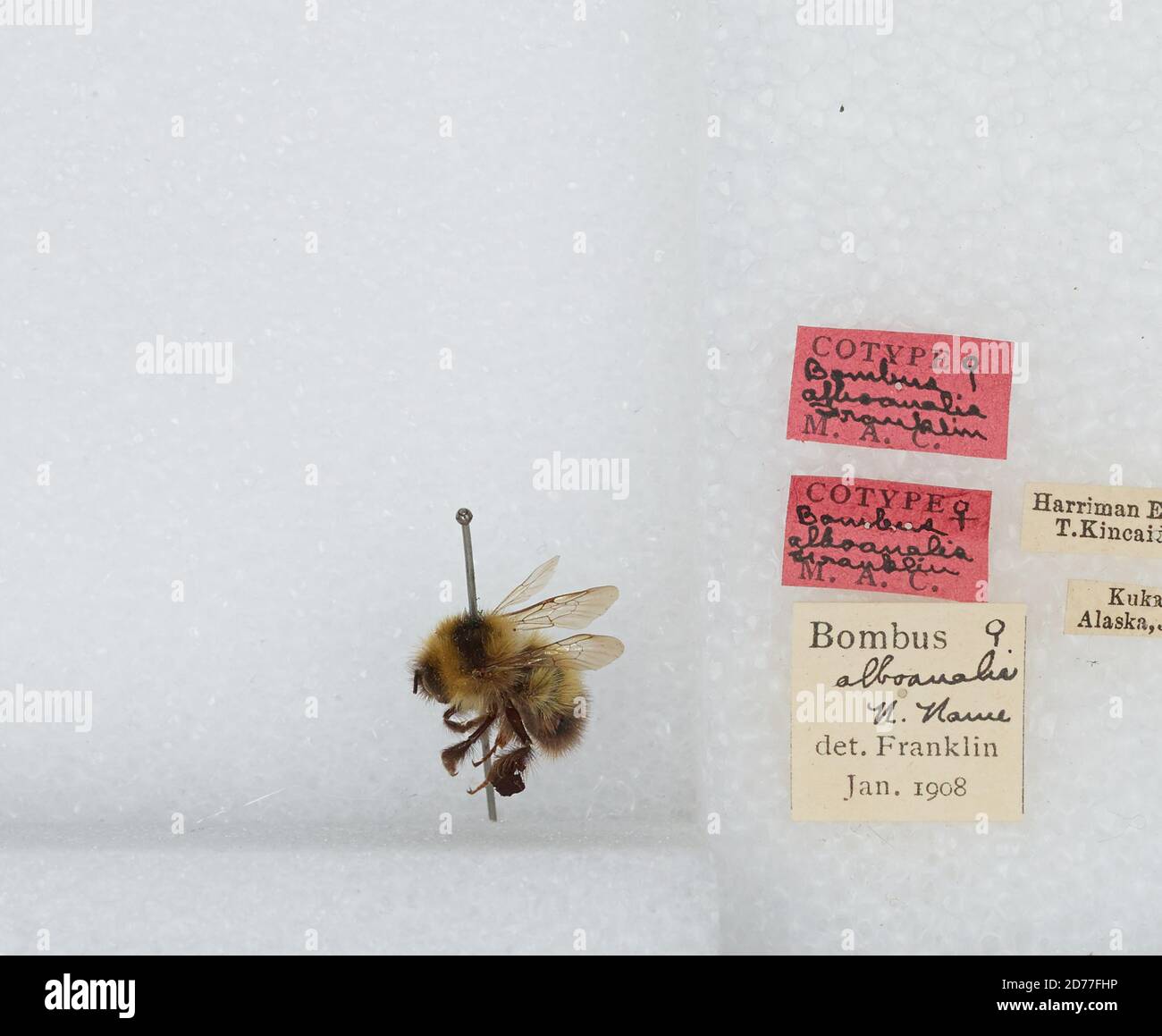 Kukak Bay, Kodiak Island, Alaska, United States, Bombus (Pyrobombus ...