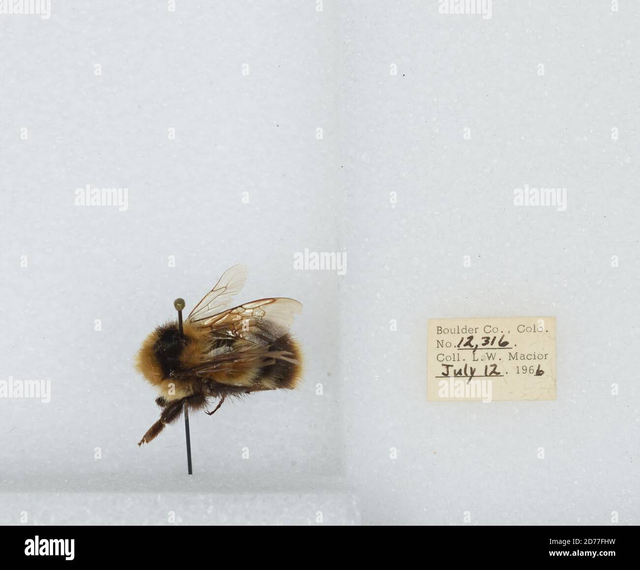 Boulder, Colorado, United States, Bombus (Alpinobombus) balteatus ...