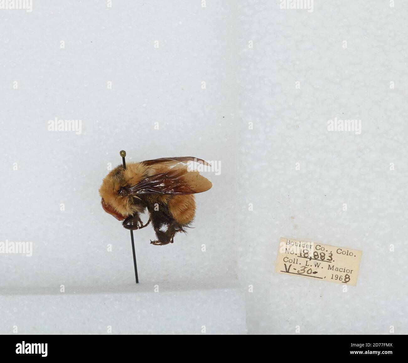 Boulder, Colorado, United States, Bombus (Fervidobombus) fervidus ...