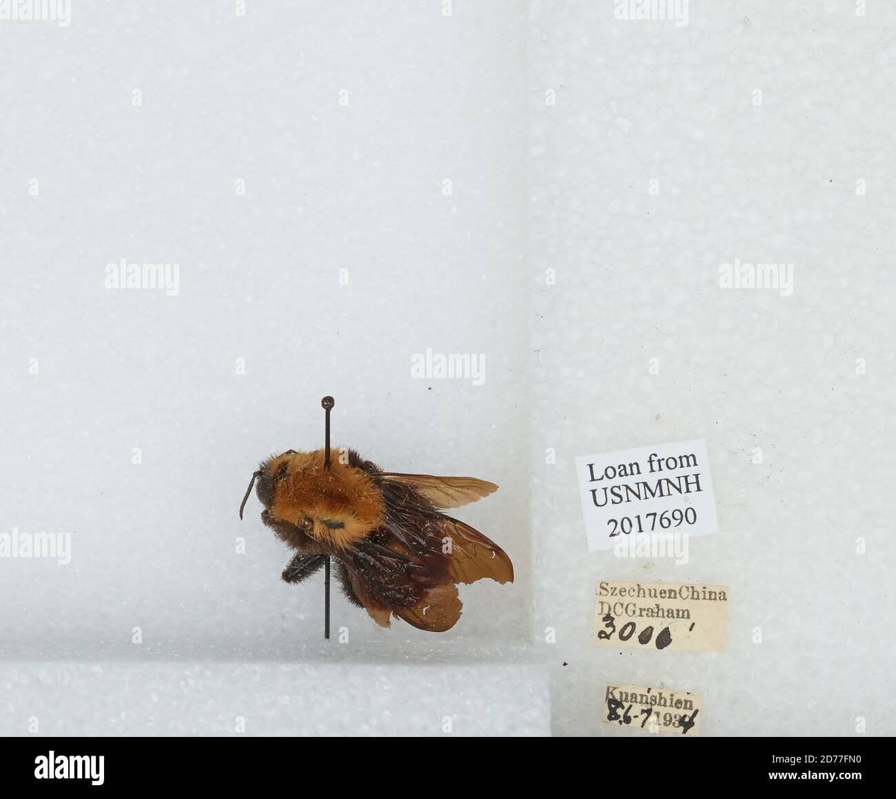 Bombus tricornibombus atripes smith hi-res stock photography and images ...