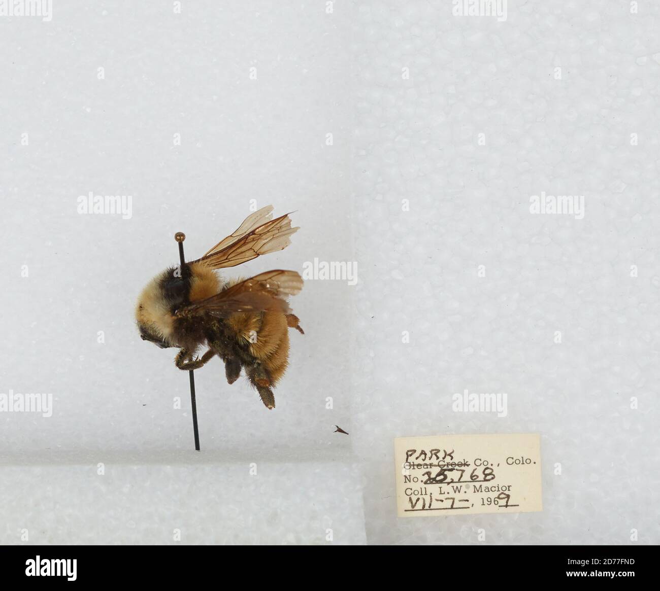 Park, Colorado, United States, Bombus (Subterraneobombus) appositus ...