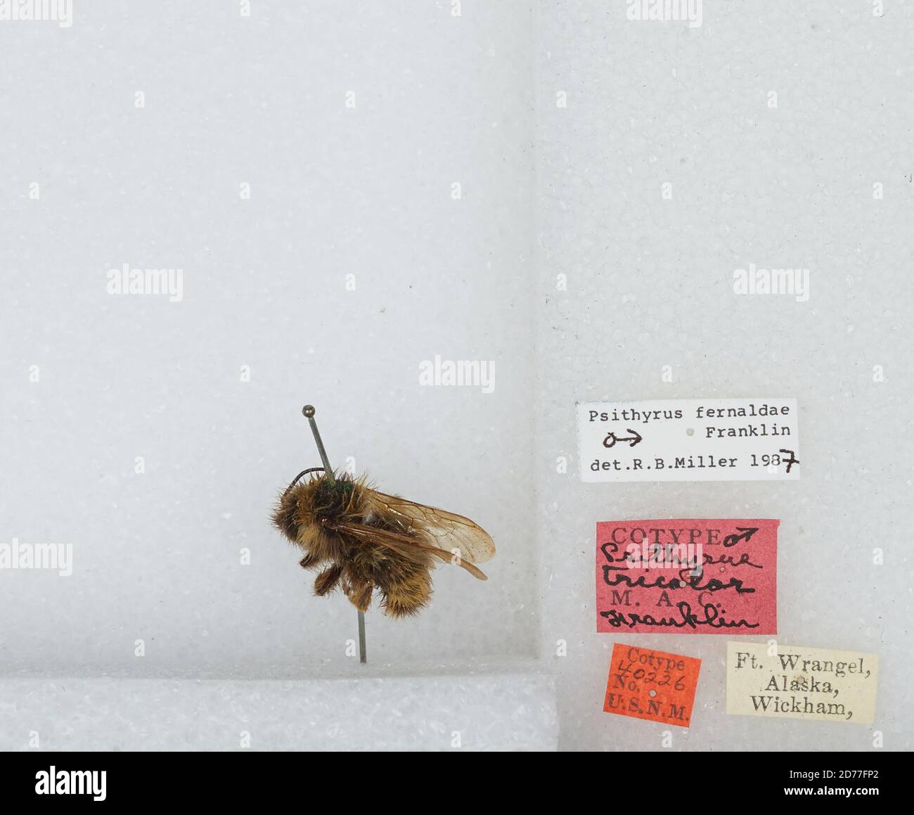 Fort Wrangel, Wrangell, Alaska, United States, Bombus (Psithyrus ...