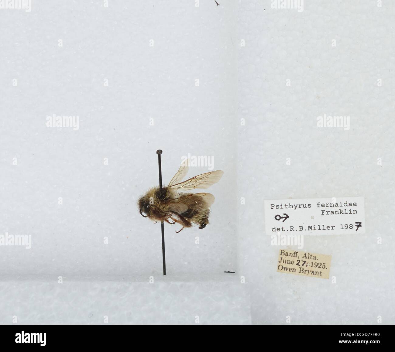 Banff, Alberta's Rockies, Alberta, Canada, Bombus (Psithyrus) fernaldae ...