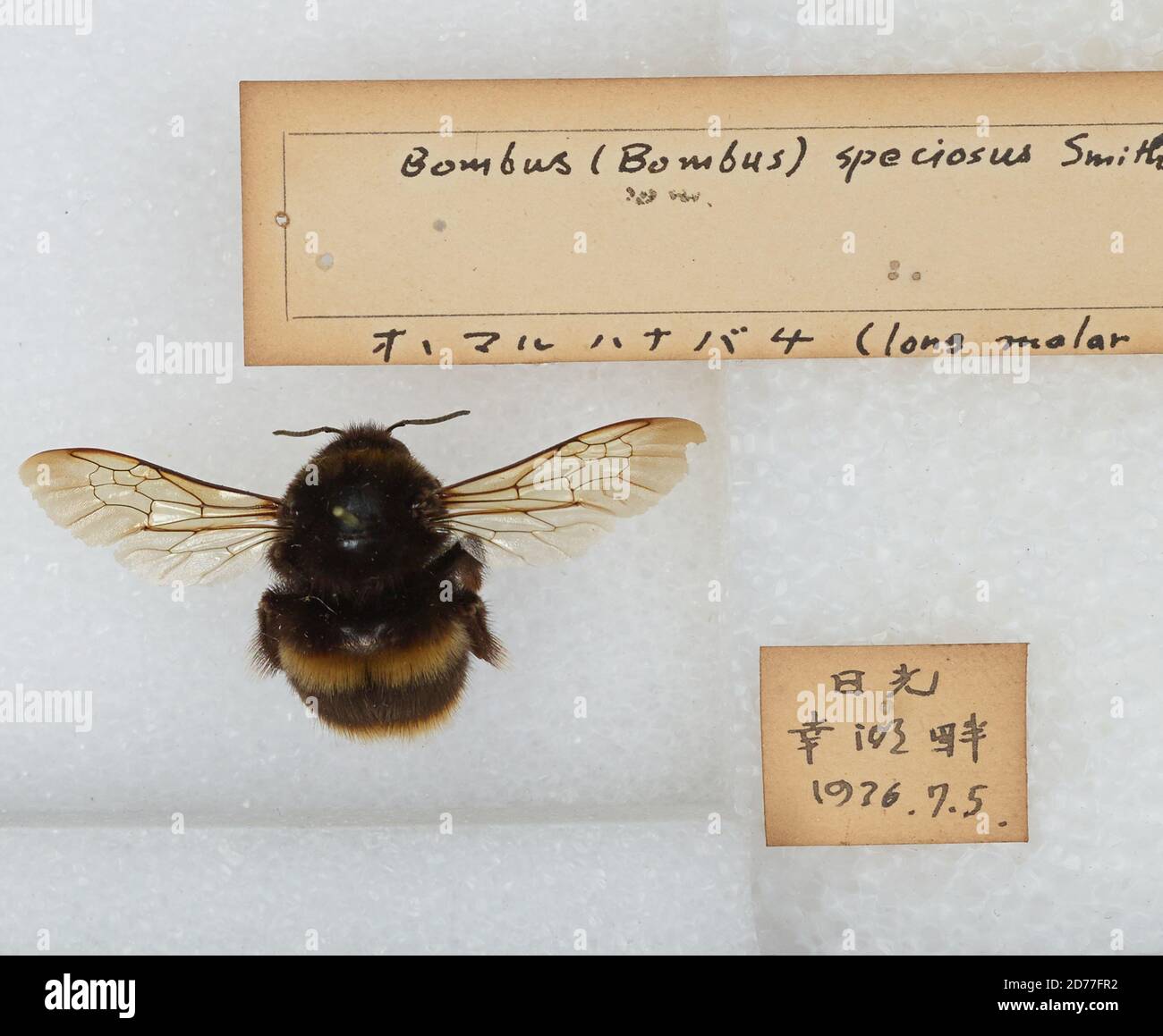 Bombus (Bombus) ignitus Smith, Animalia, Arthropoda, Insecta, Hymenoptera, Apidae, Apinae Stock ...