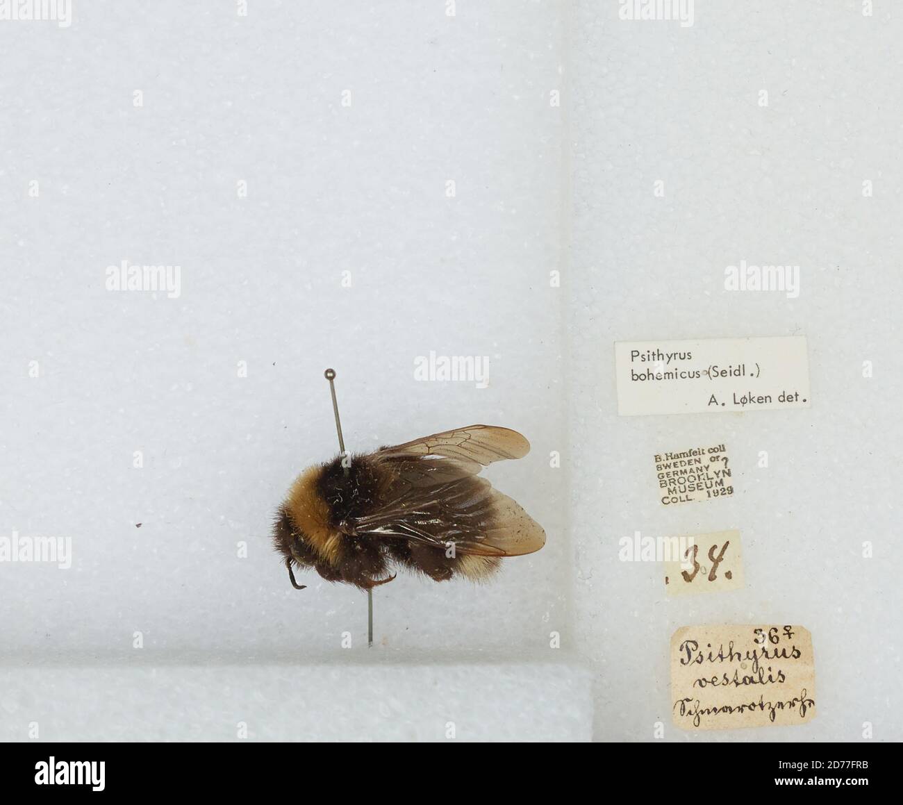 Psithyrus barbutellus hi-res stock photography and images - Alamy