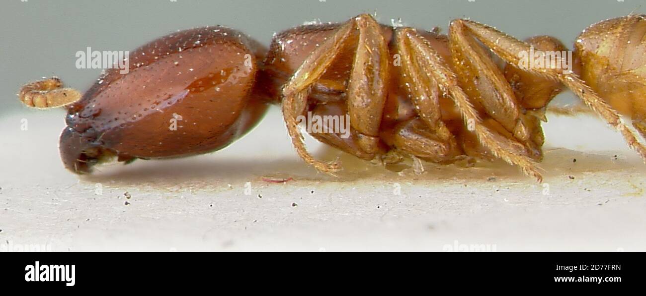 Manow, Tanzania, Dorylus (Dorylus) spininodis longiceps Viehmeyer, 1914 ...