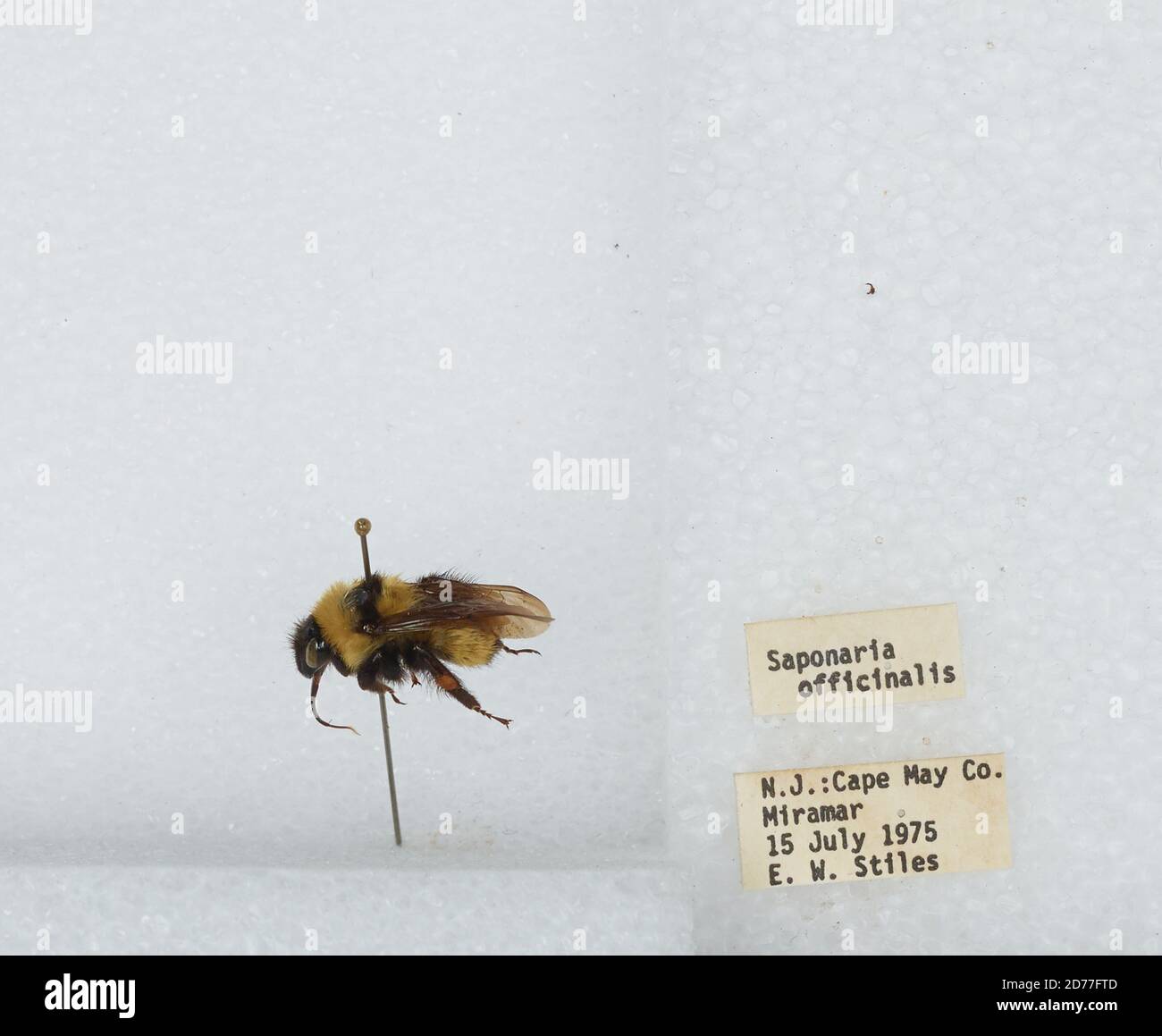 Miramar, Cape May, New Jersey, United States, Bombus (Fervidobombus ...