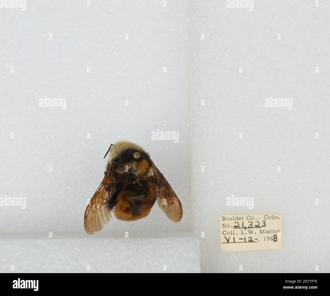 Boulder, Colorado, United States, Bombus (Subterraneobombus) appositus ...