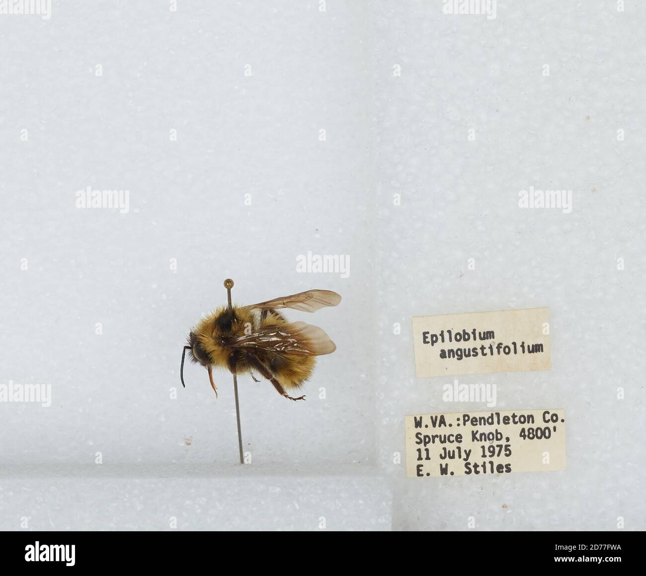 Spruce Knob, Pendleton, West Virginia, United States, Bombus (Psithyrus ...