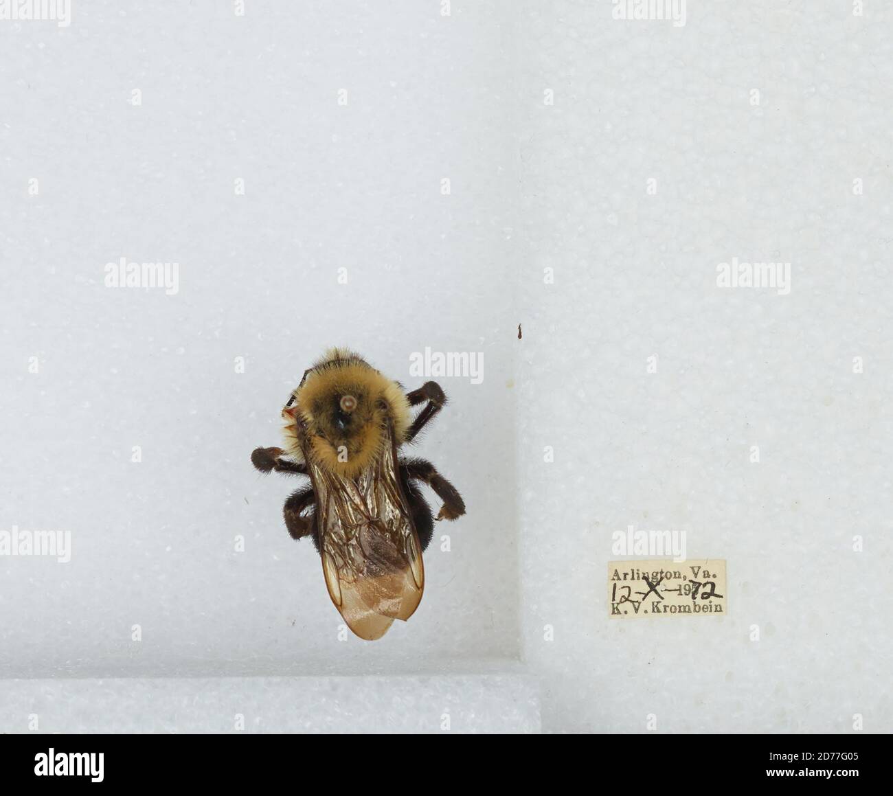 Arlington, Virginia, United States, Bombus (Psithyrus) citrinus (Smith ...