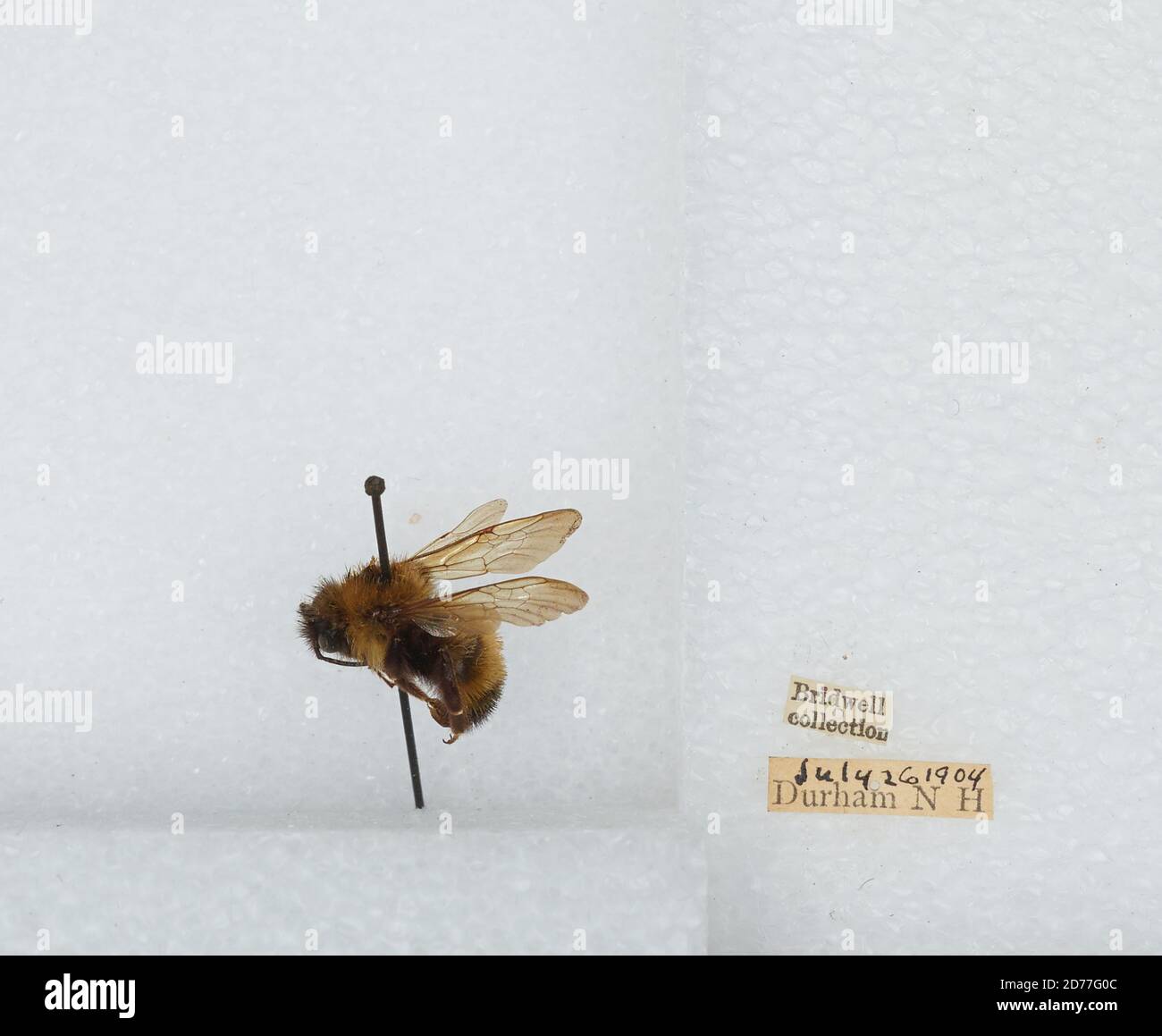 Durham, Strafford, New Hampshire, United States, Bombus (Fervidobombus ...