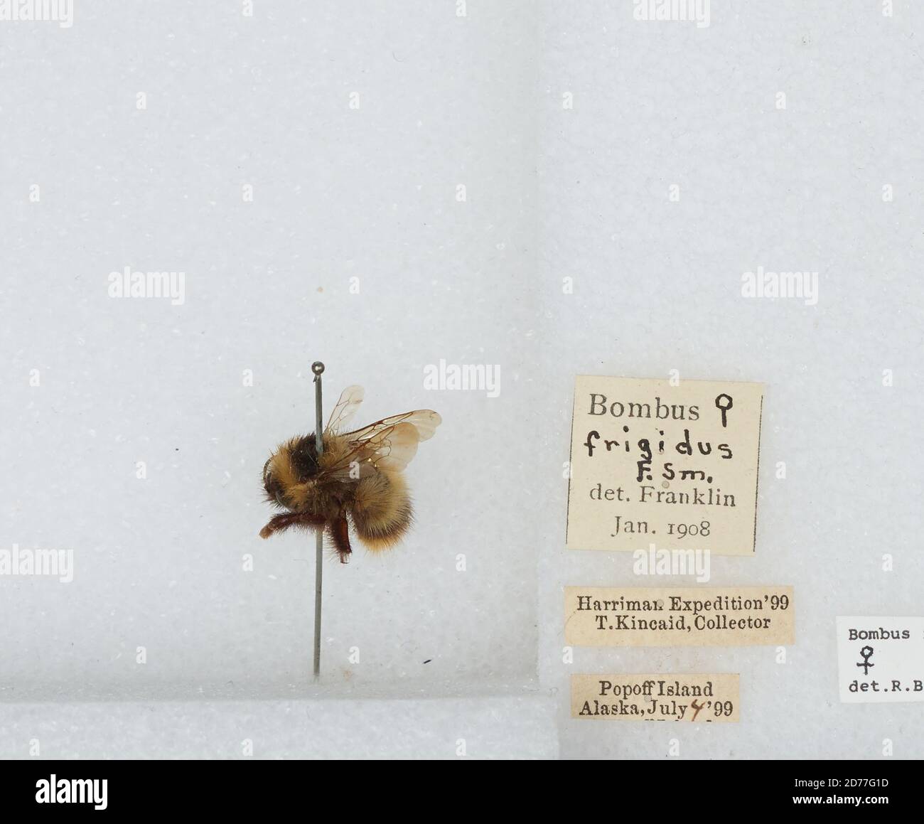 Popof Island, Aleutians East, Alaska, United States, Bombus (Pyrobombus ...