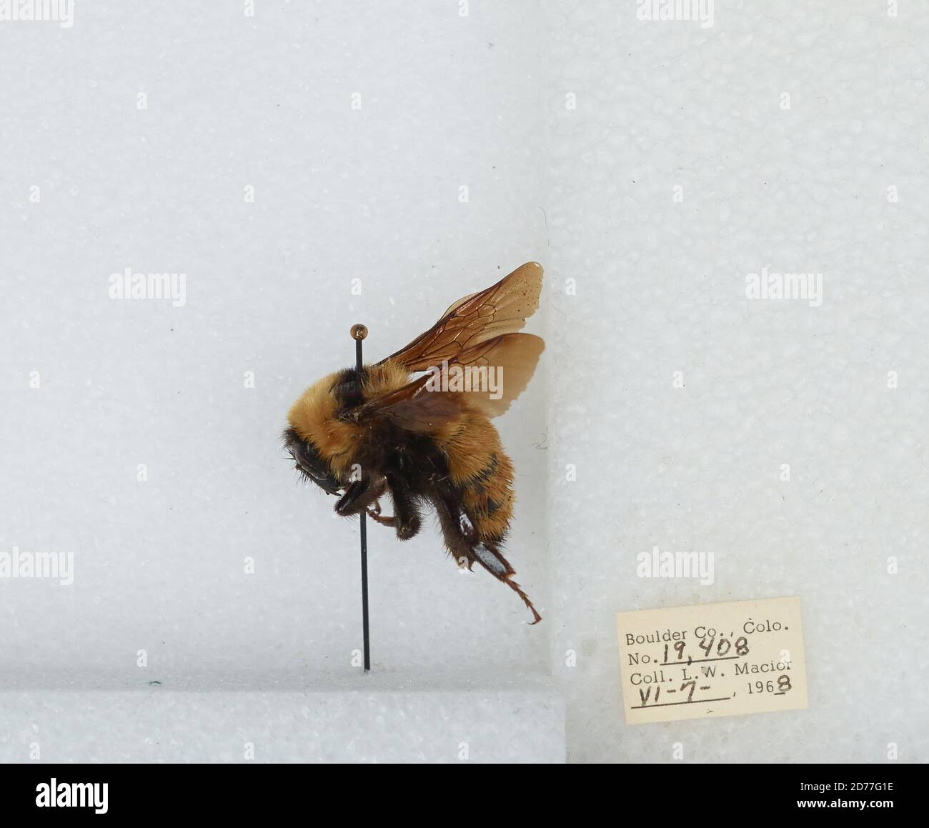 Boulder, Colorado, United States, Bombus (Fervidobombus) fervidus ...