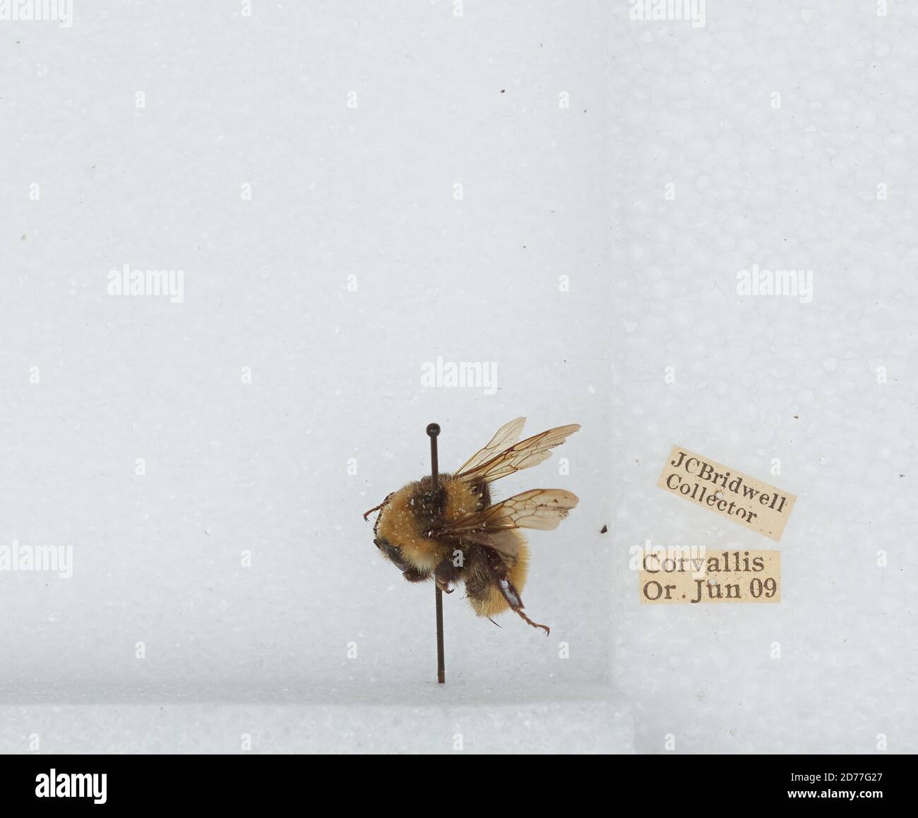 Corvallis, Benton, Oregon, United States, Bombus (Subterraneobombus ...