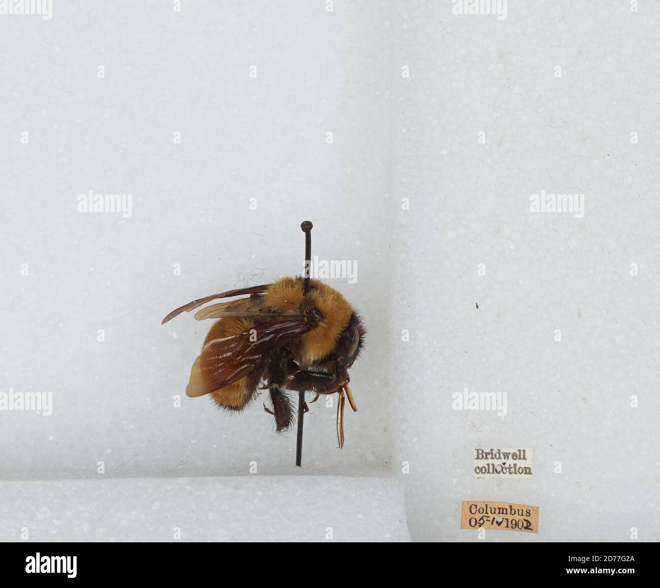 Columbus, United States, Bombus (Fervidobombus) fervidus fervidus ...