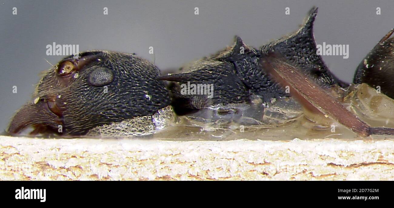 Septemspinosus emery hi-res stock photography and images - Alamy