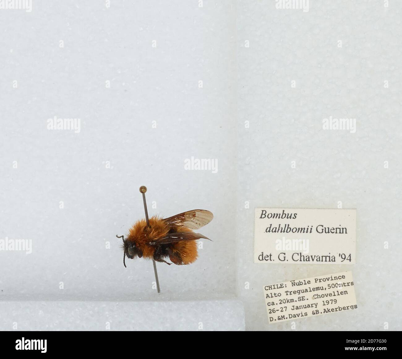 Alto Tregualemu, circa 20 kilometers southeast of Chovellen, Nuble ...