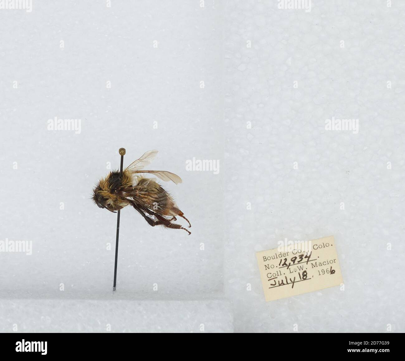 Boulder, Colorado, United States, Bombus (Alpinobombus) balteatus ...