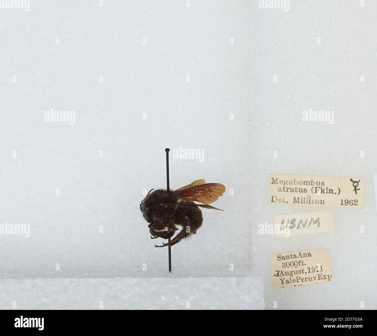 Santa Ana, Peru, Bombus (Fervidobombus) atratus Franklin, 1913 ...
