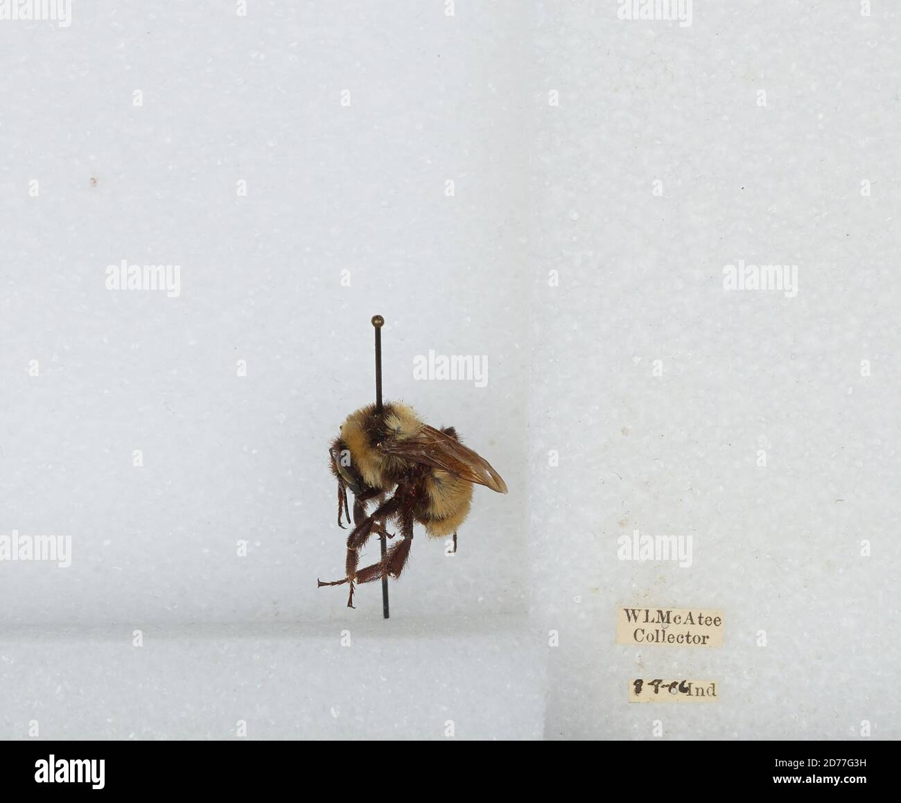 Indiana, United States, Bombus (Fervidobombus) fervidus fervidus ...