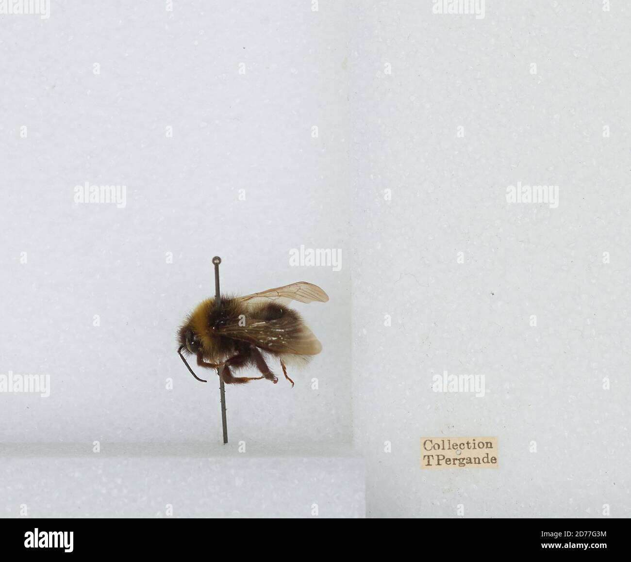 Bombus (Psithyrus) bohemicus Seidl, Animalia, Arthropoda, Insecta ...