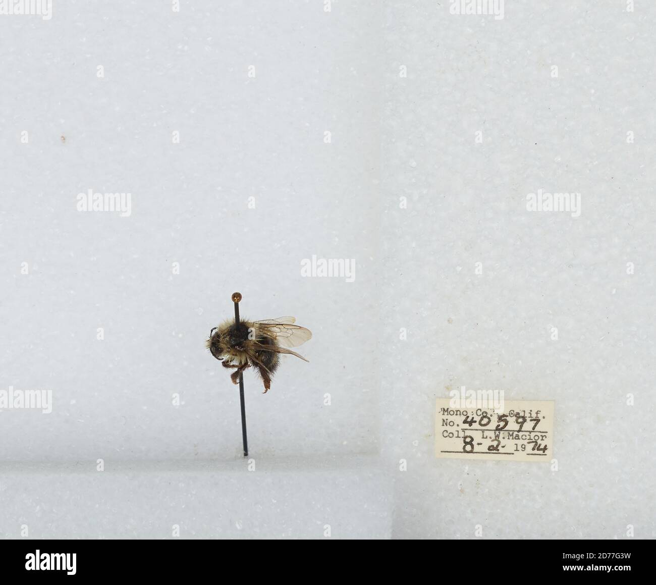 Mono, California, United States, Bombus (Pyrobombus) flavifrons Cresson ...