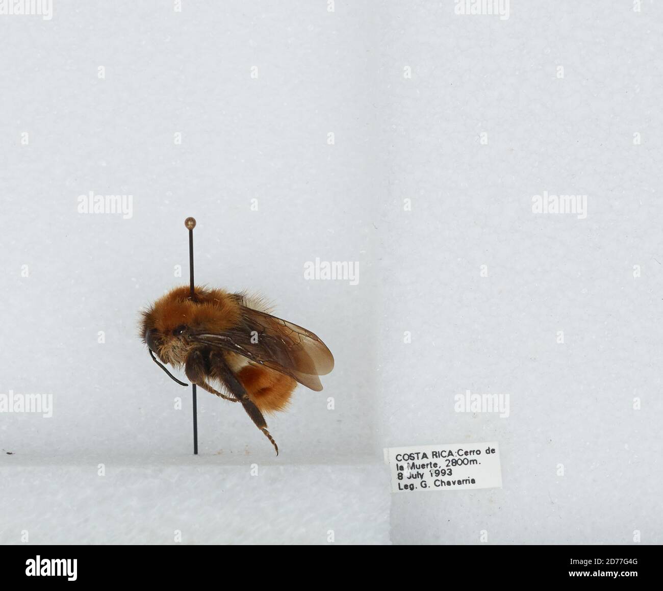 Cerro de la Muerte, San Jose, Costa Rica, Bombus (Pyrobombus ...