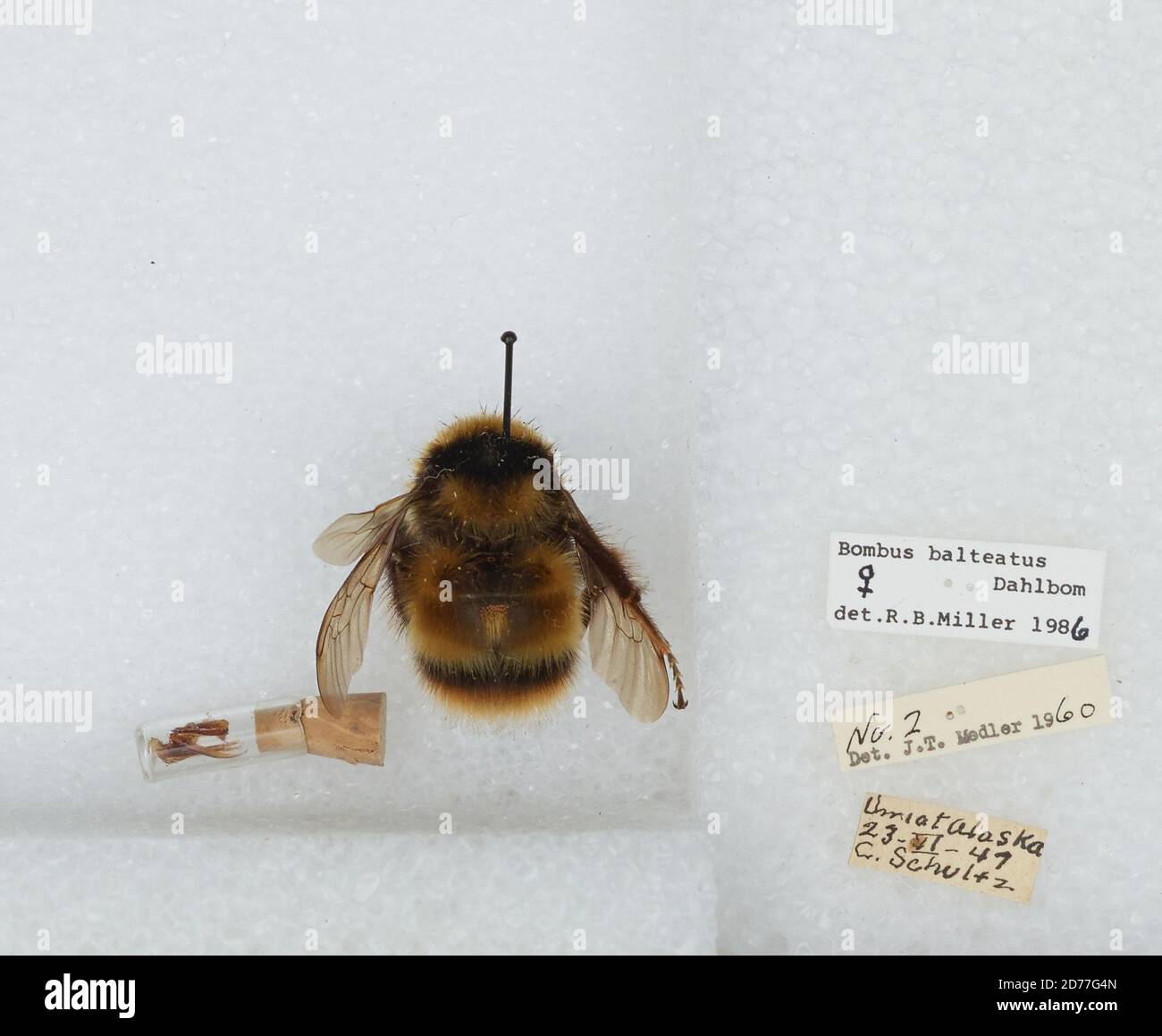 Umiat, North Slope, Alaska, United States, Bombus (Alpinobombus ...