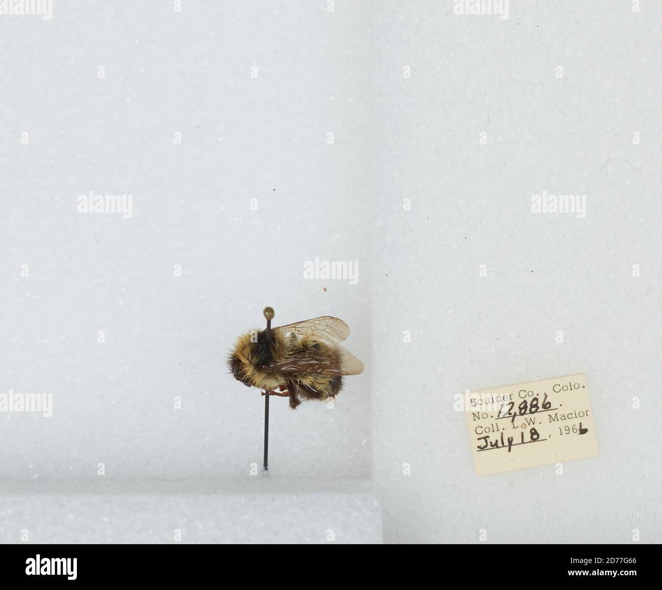 Boulder, Colorado, United States, Bombus (Alpinobombus) balteatus ...