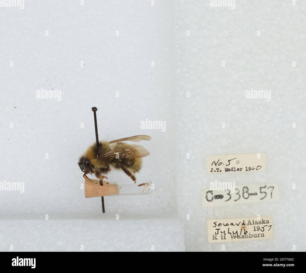 Seward, Kenai Peninsula, Alaska, United States, Bombus (Psithyrus ...