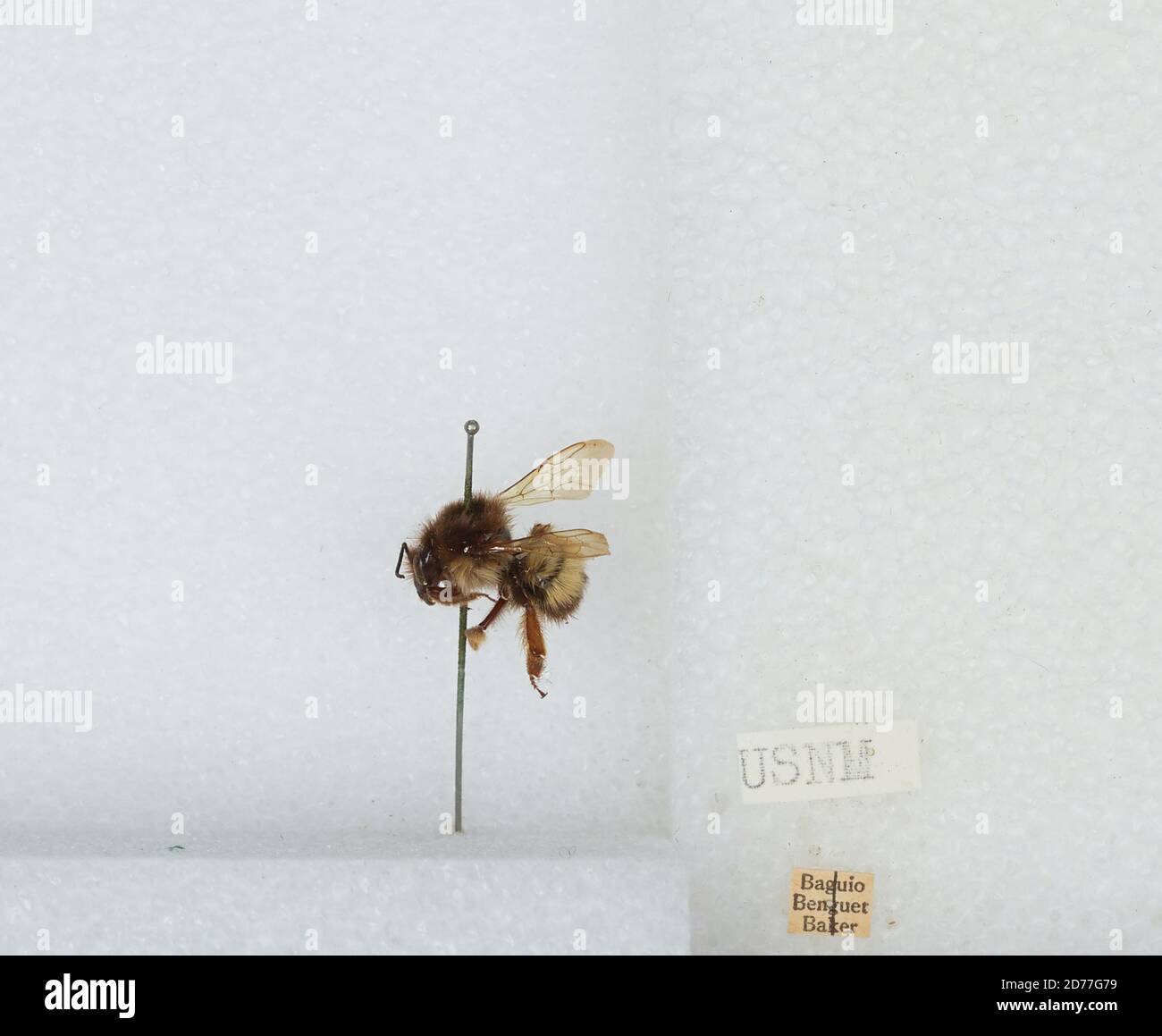 Baguio, Benguet, Philippines, Bombus (Pyrobombus) flavescens Smith ...