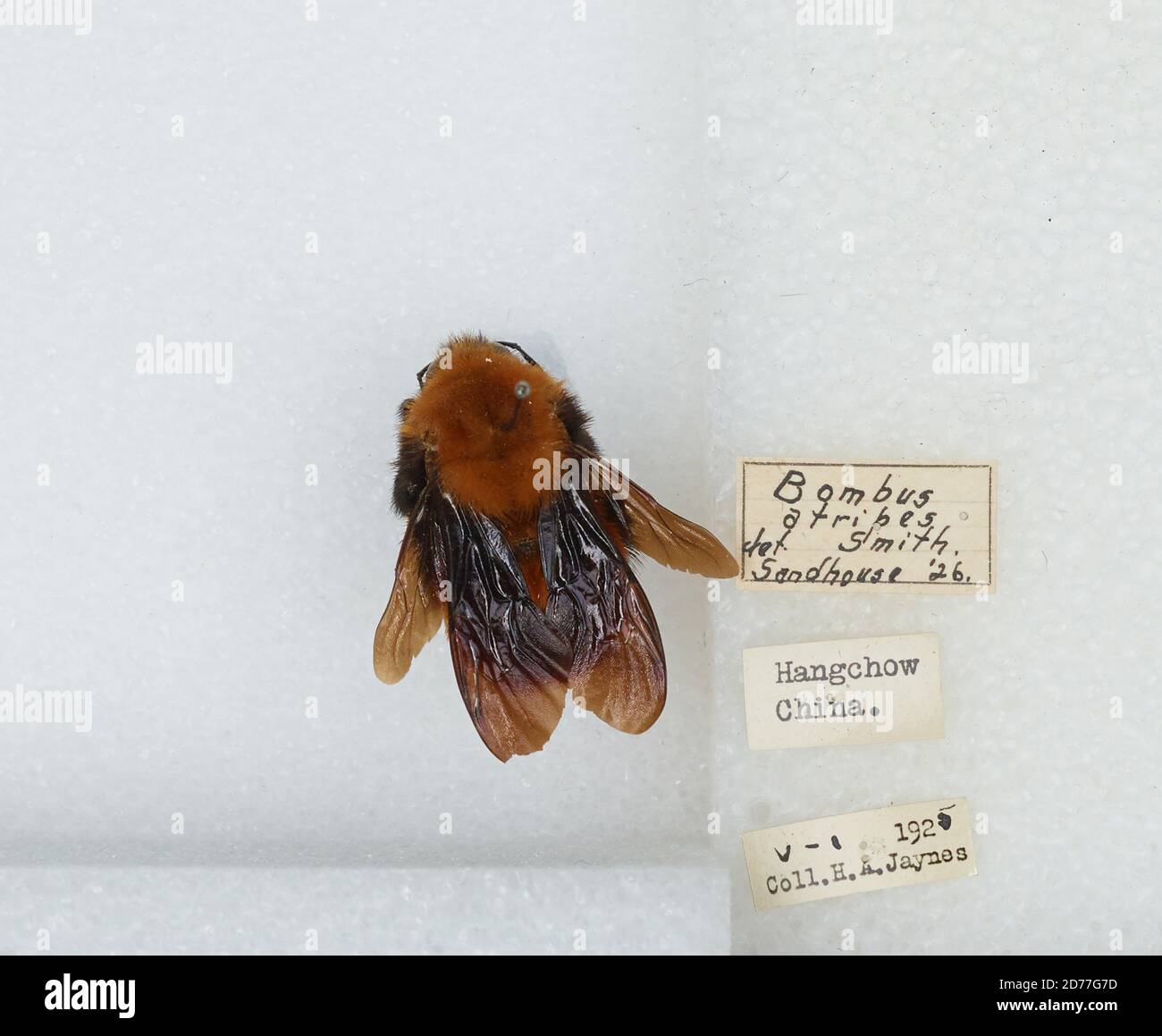 Hangzhou, Zhejiang, China, Bombus (Tricornibombus) atripes Smith ...