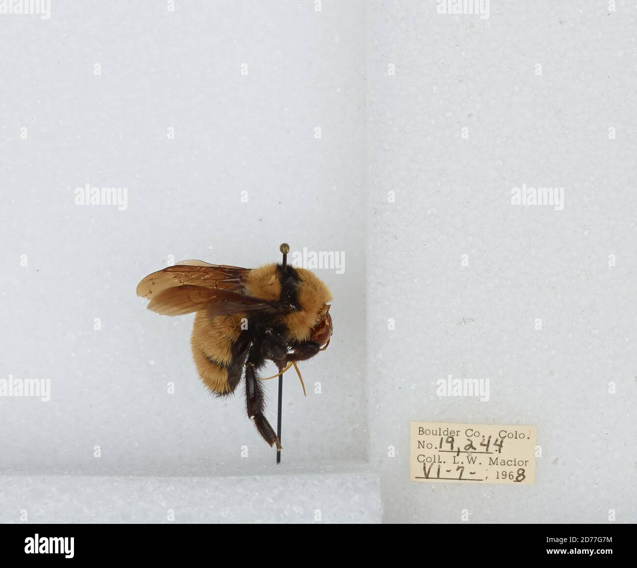 Boulder, Colorado, United States, Bombus (Fervidobombus) fervidus ...