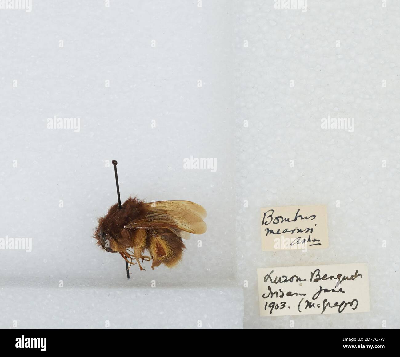 Irisan, Luzon, Benguet, Philippines, Bombus (Pyrobombus) flavescens ...