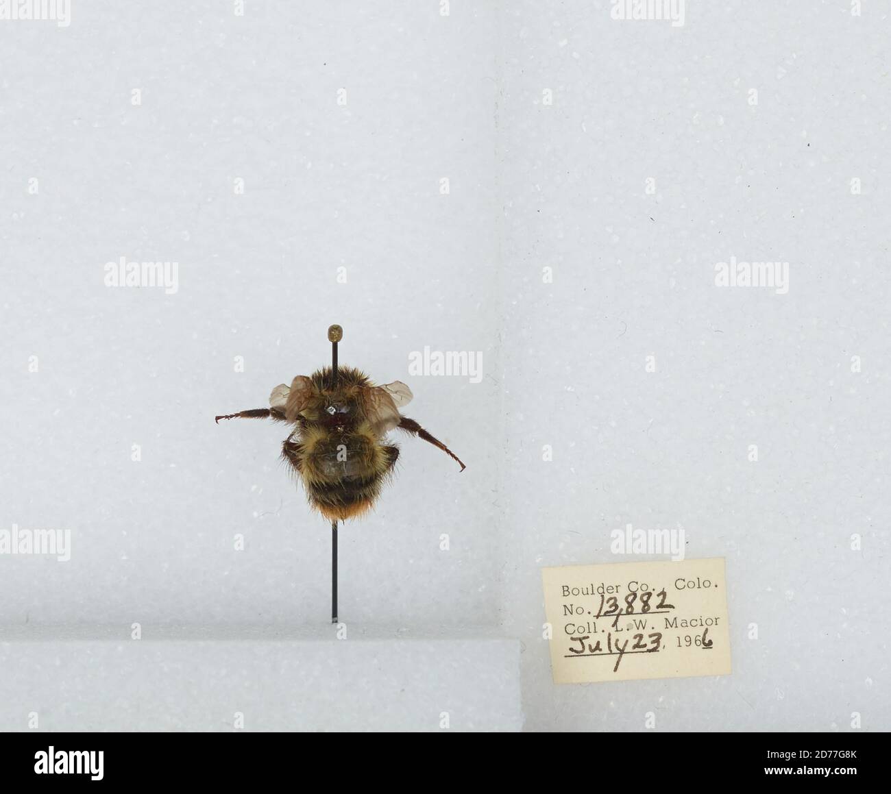 Boulder, Colorado, United States, Bombus (Alpinobombus) balteatus ...