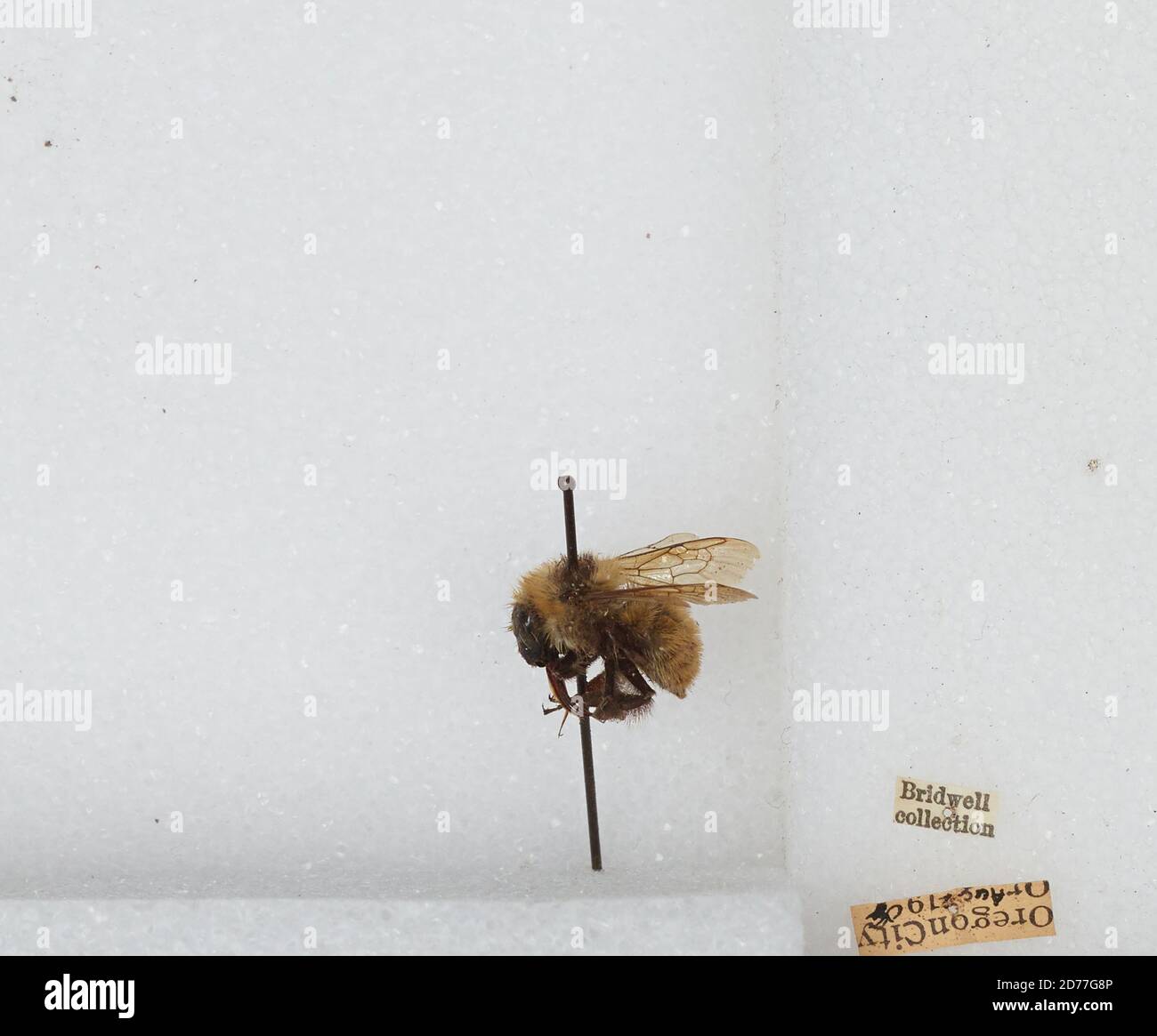 Oregon City, Clackamas, Oregon, United States, Bombus ...