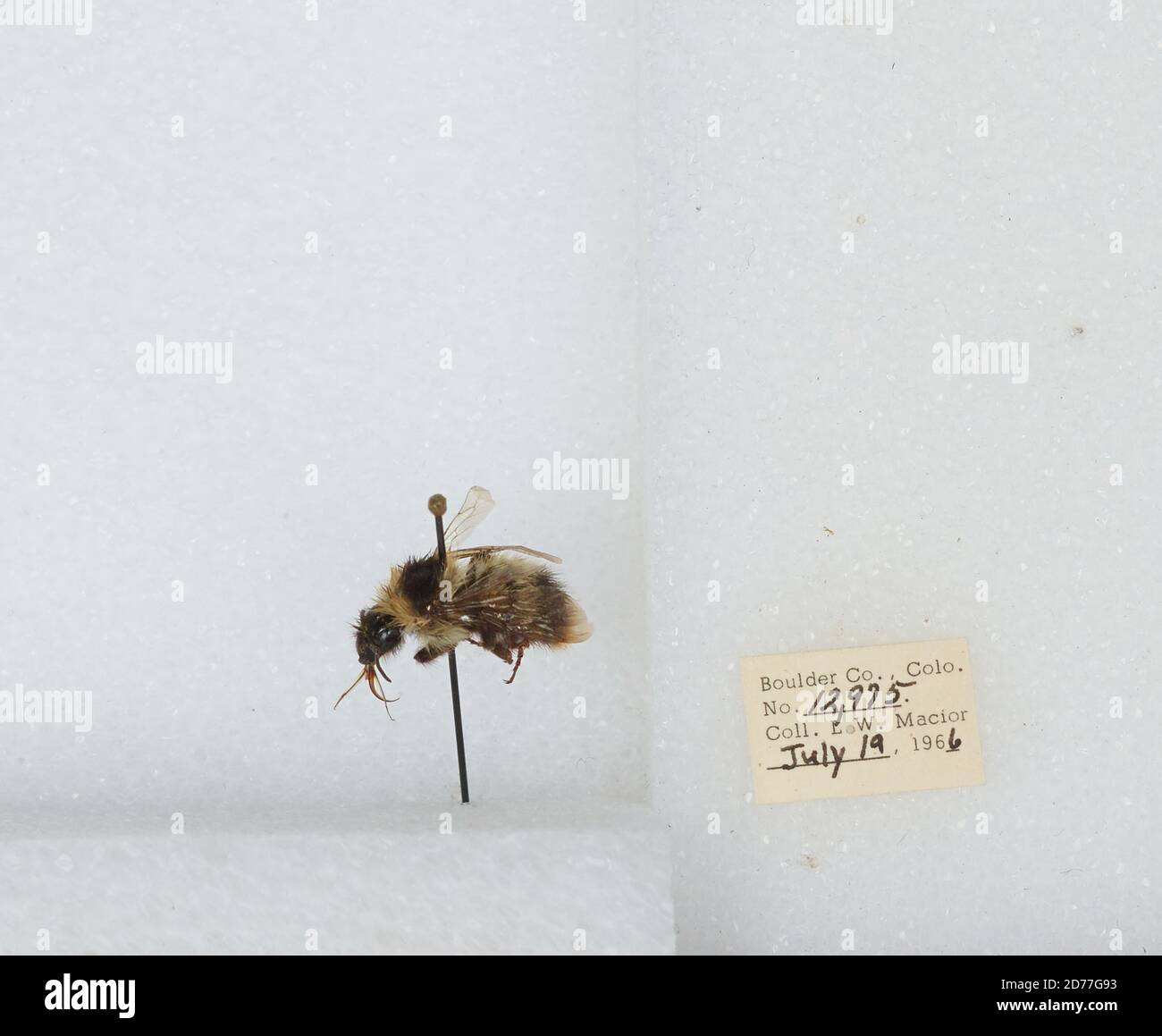 Boulder, Colorado, United States, Bombus (Alpinobombus) balteatus ...