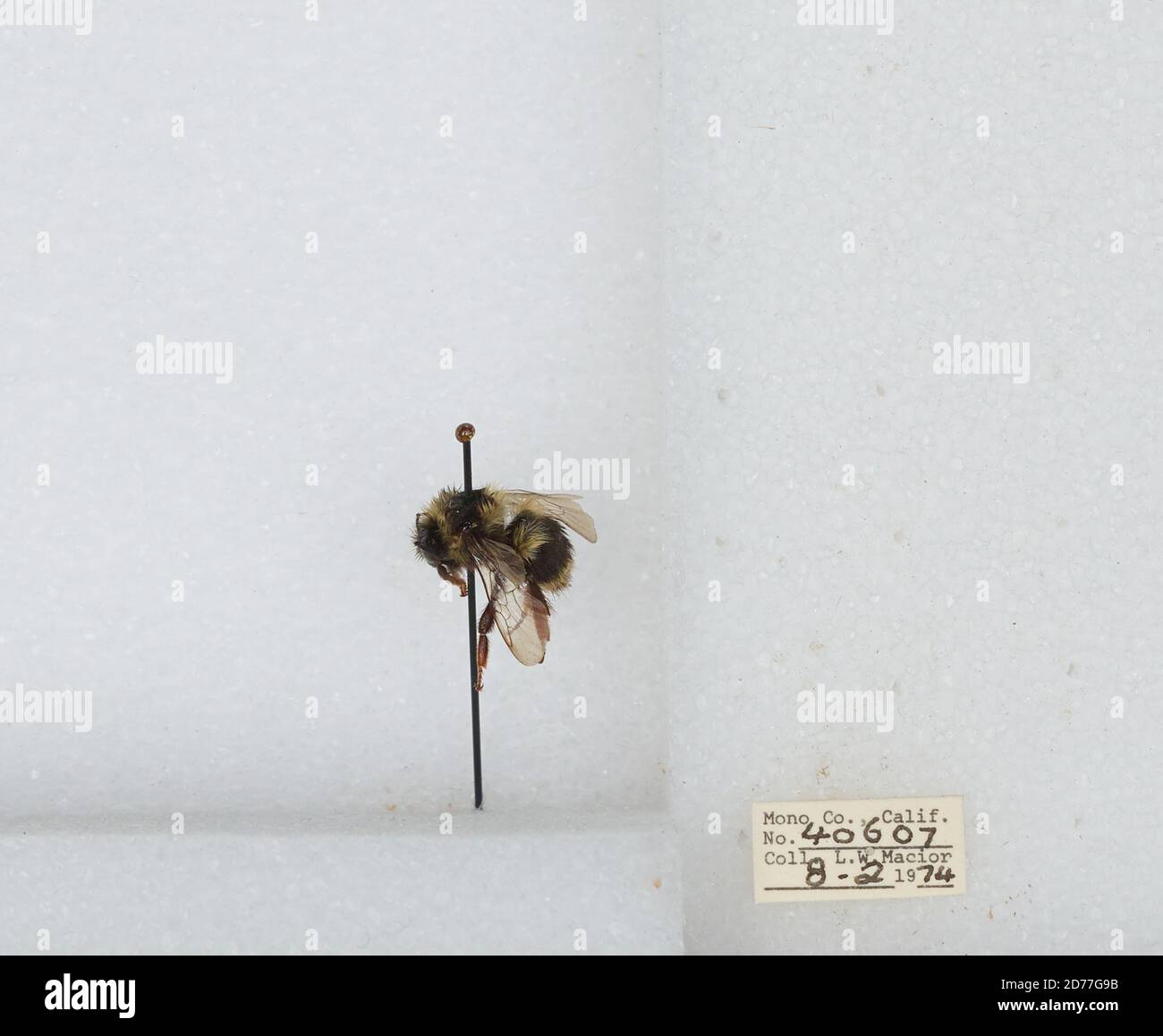 Mono, California, United States, Bombus (Pyrobombus) flavifrons Cresson ...